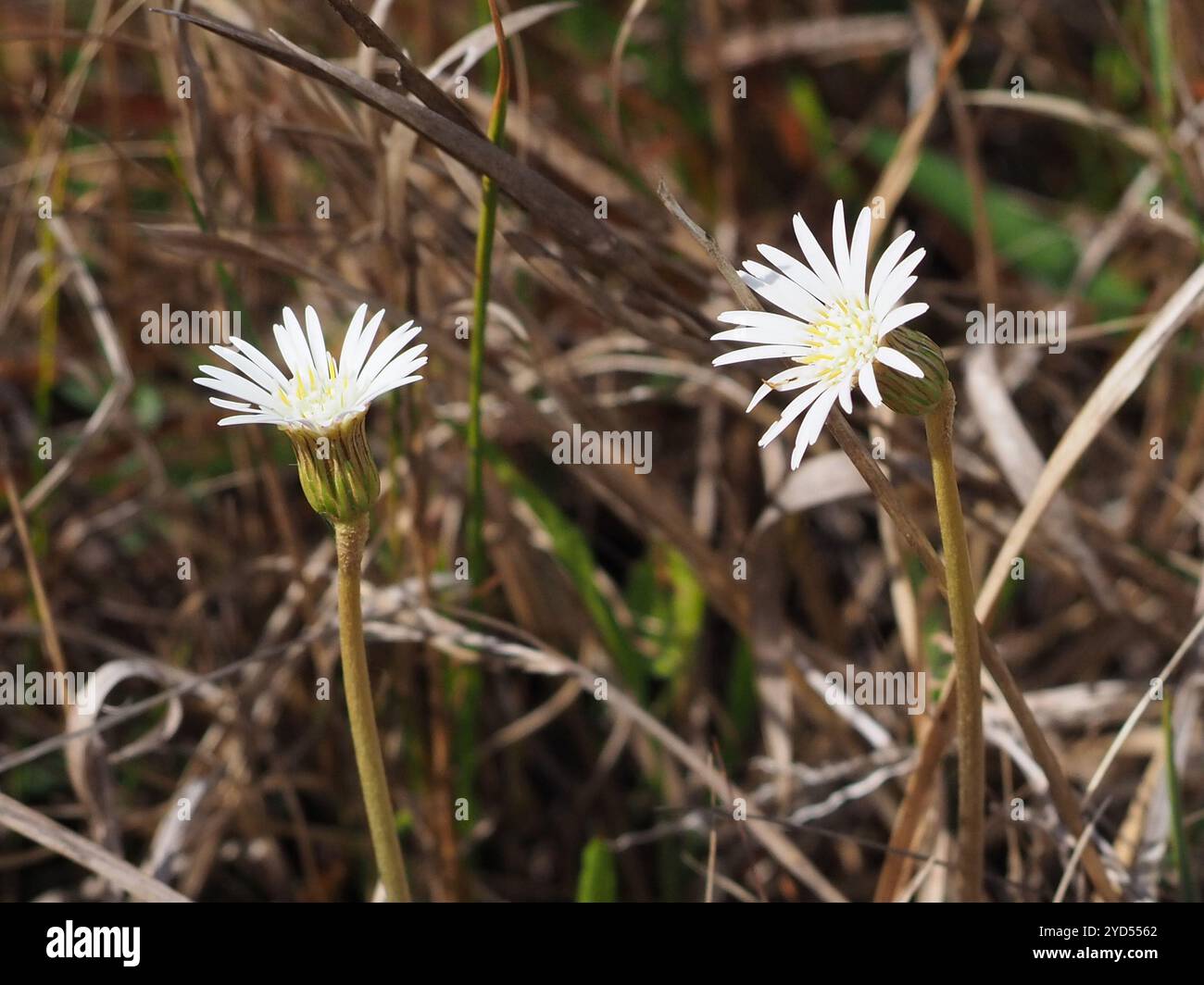 Pineland daisy hi-res stock photography and images - Alamy
