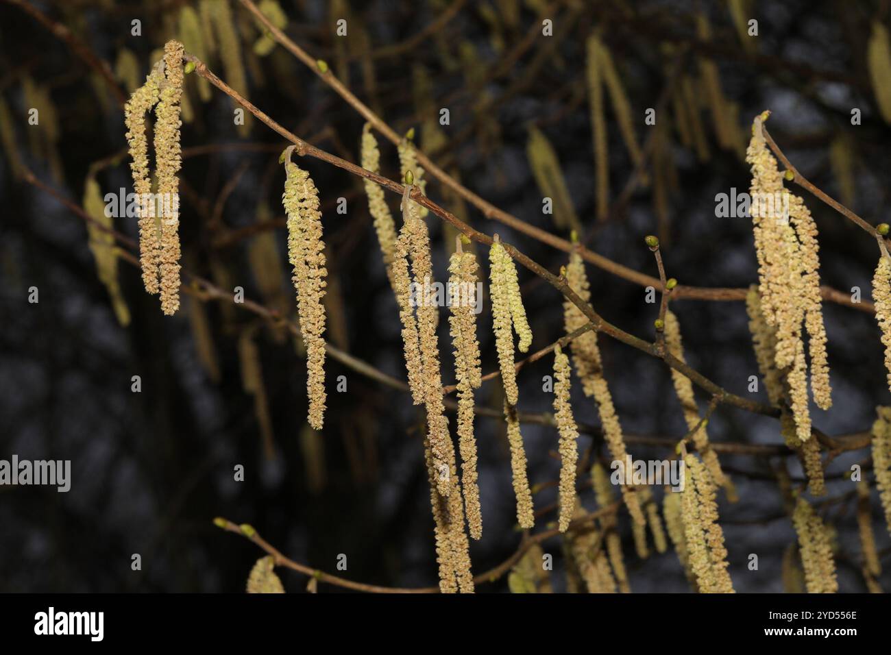 common hazel (Corylus avellana Stock Photo - Alamy