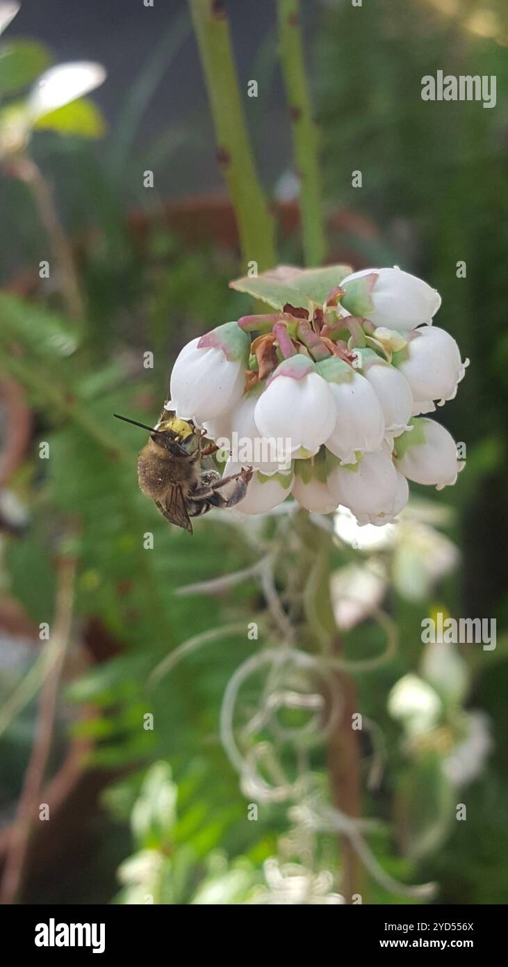California Digger Bee (Anthophora californica Stock Photo - Alamy