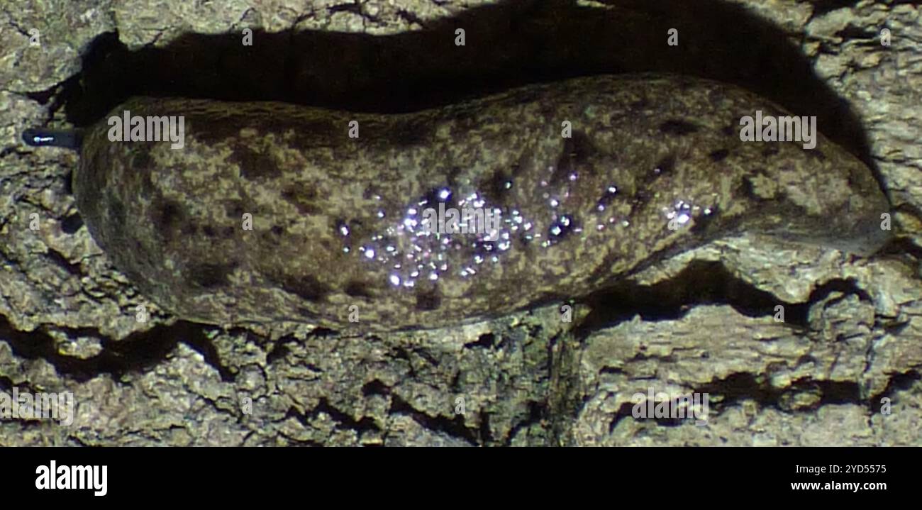 Changeable Mantleslug (Megapallifera mutabilis Stock Photo - Alamy