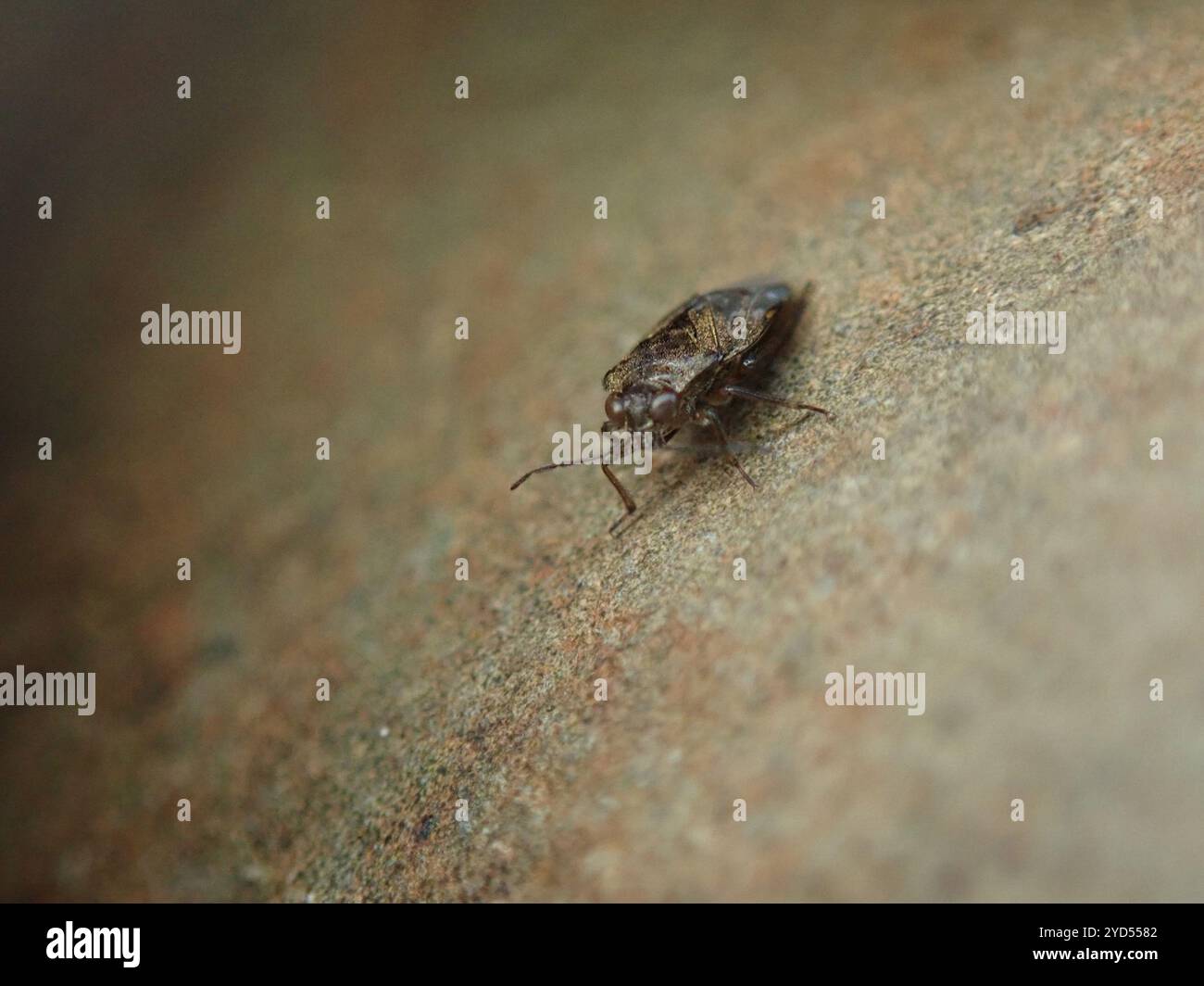 Shore bugs (Saldidae Stock Photo - Alamy