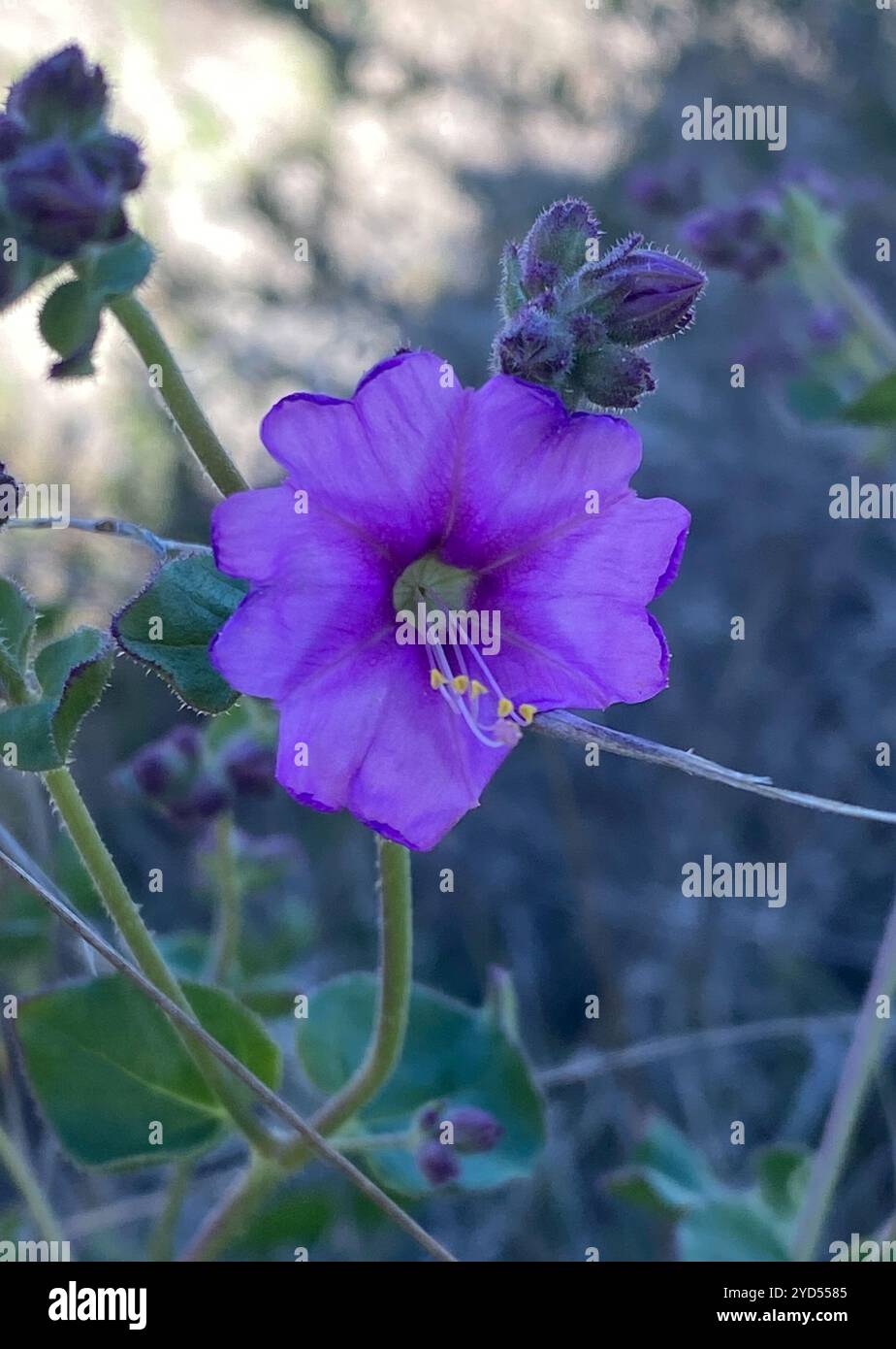 Wishbone Bush (Mirabilis laevis Stock Photo - Alamy