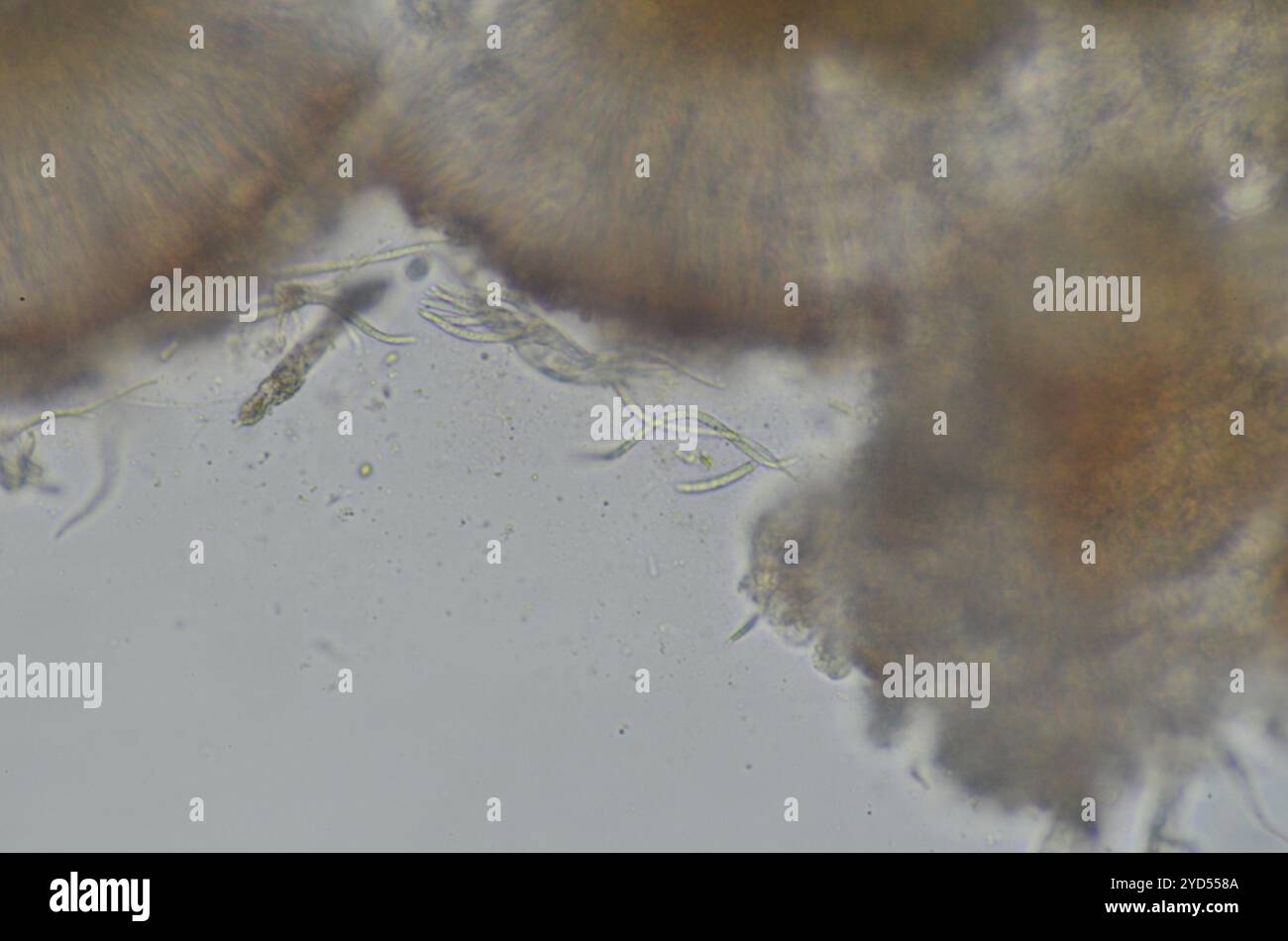 Bacidia hi-res stock photography and images - Alamy