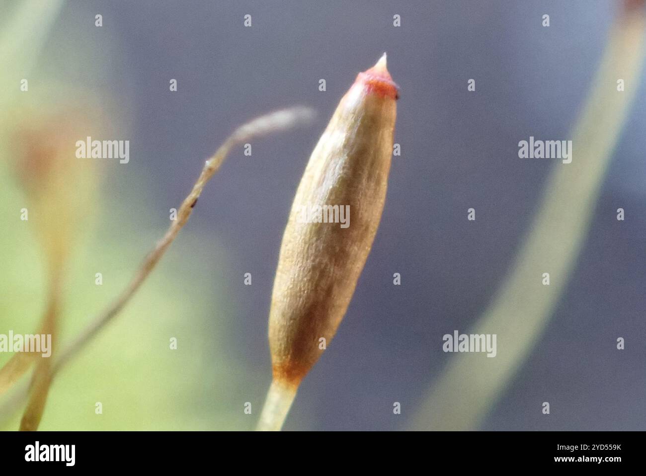 Common Pincushion (Dicranoweisia cirrata Stock Photo - Alamy