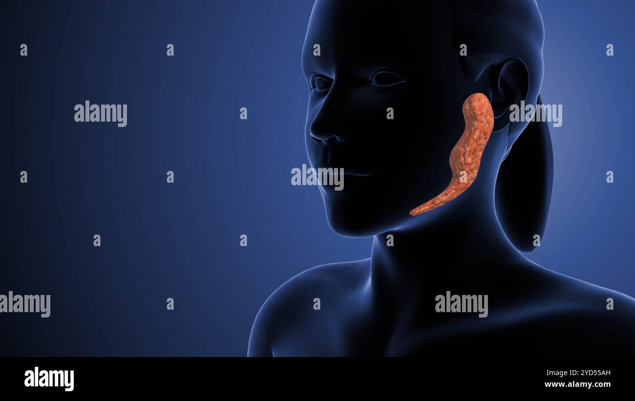 Parotid gland cancer hi-res stock photography and images - Alamy
