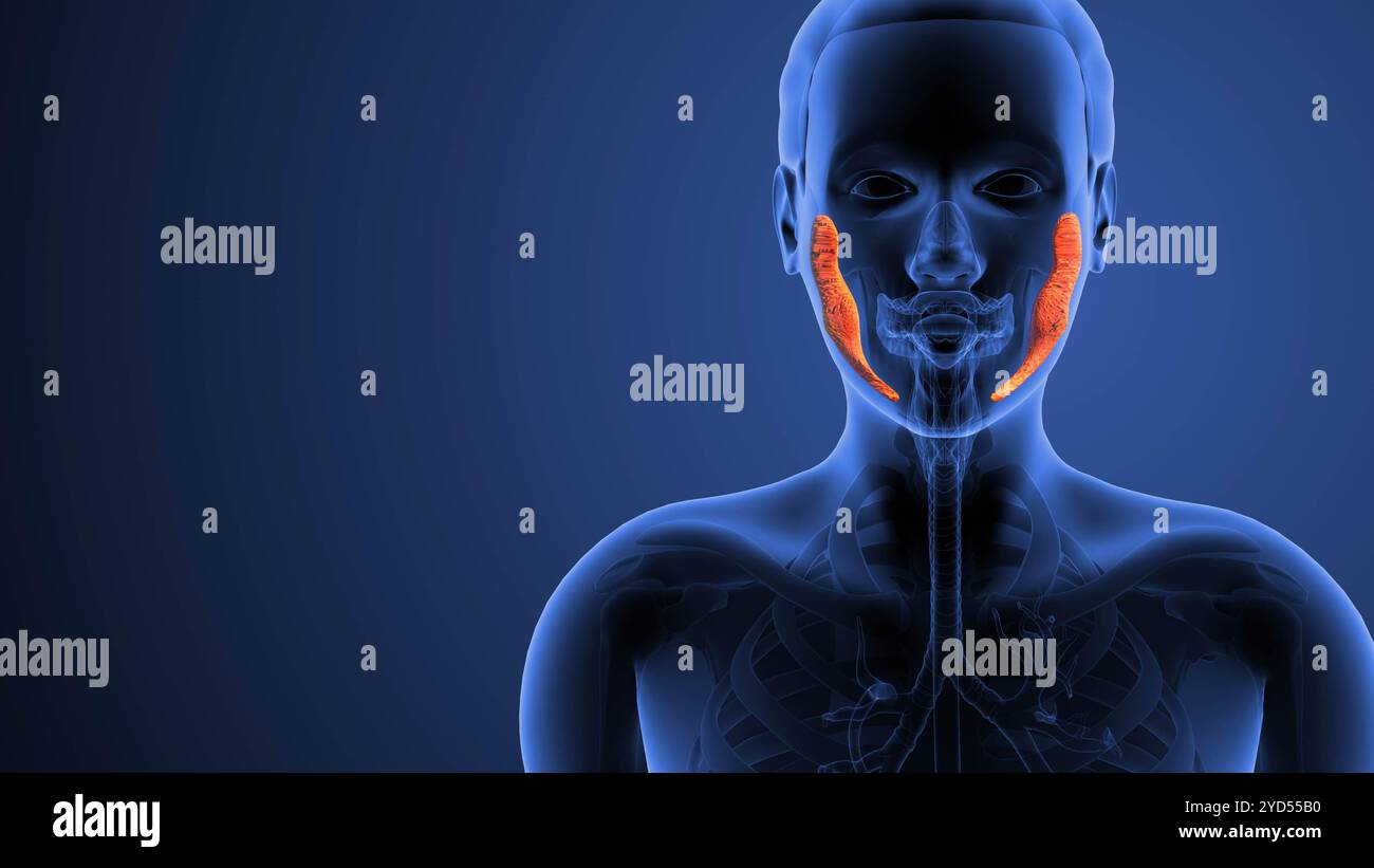 Parotid gland cancer hi-res stock photography and images - Alamy