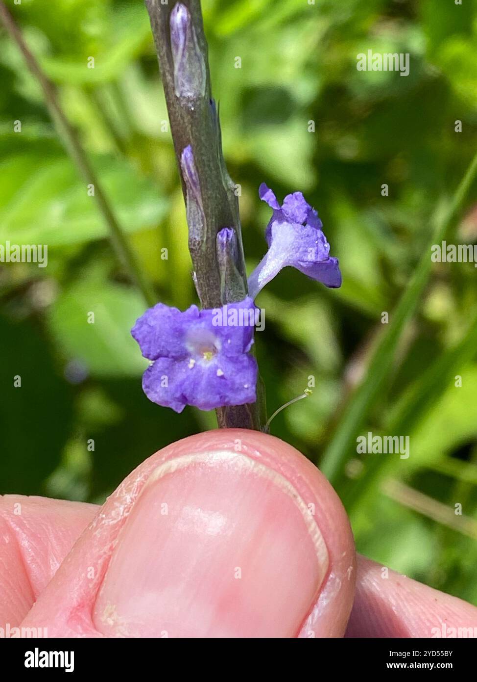 Blue Porterweed (Stachytarpheta jamaicensis Stock Photo - Alamy