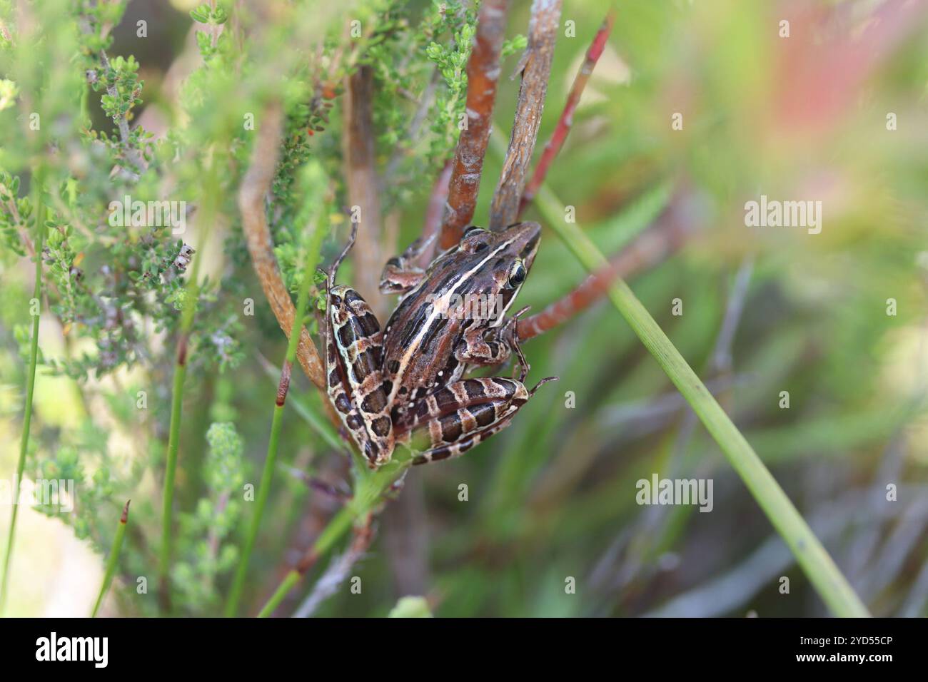 Banded Stream Frog (Strongylopus bonaespei Stock Photo - Alamy