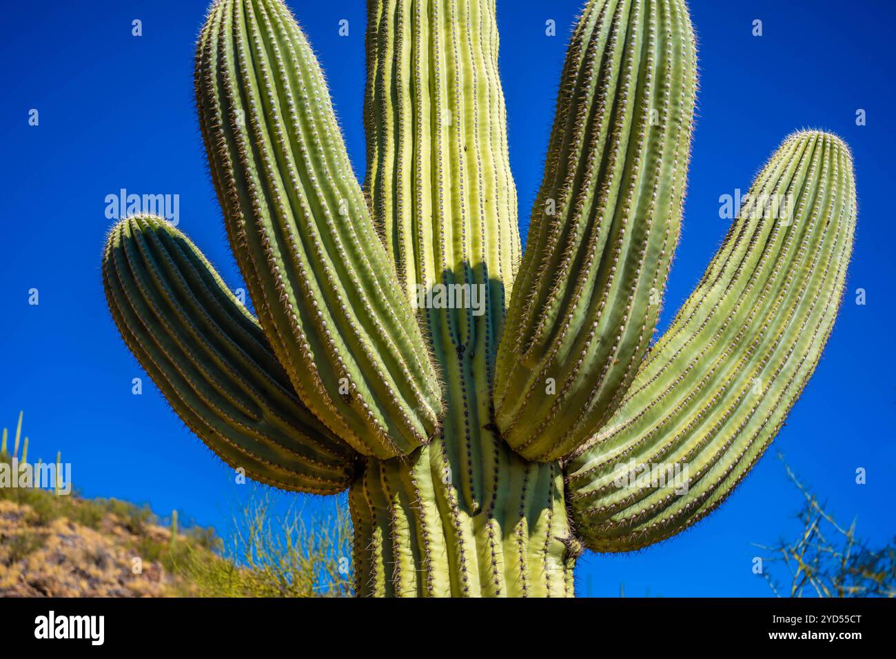 A large tree like cactus that have branches shaped like candelabra ...