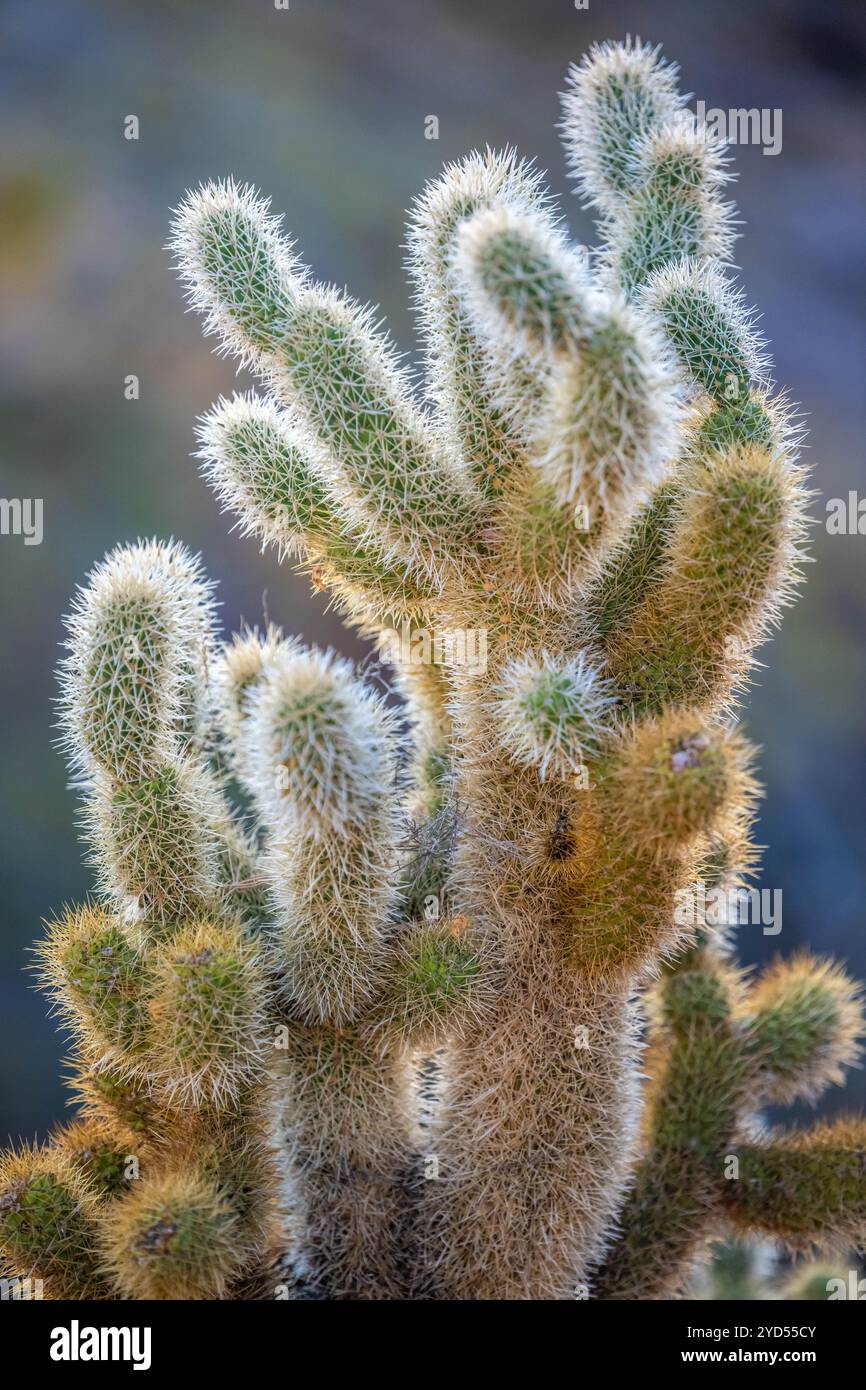 A uniquely fuzzy looking spine covered in stems at the preserve park ...
