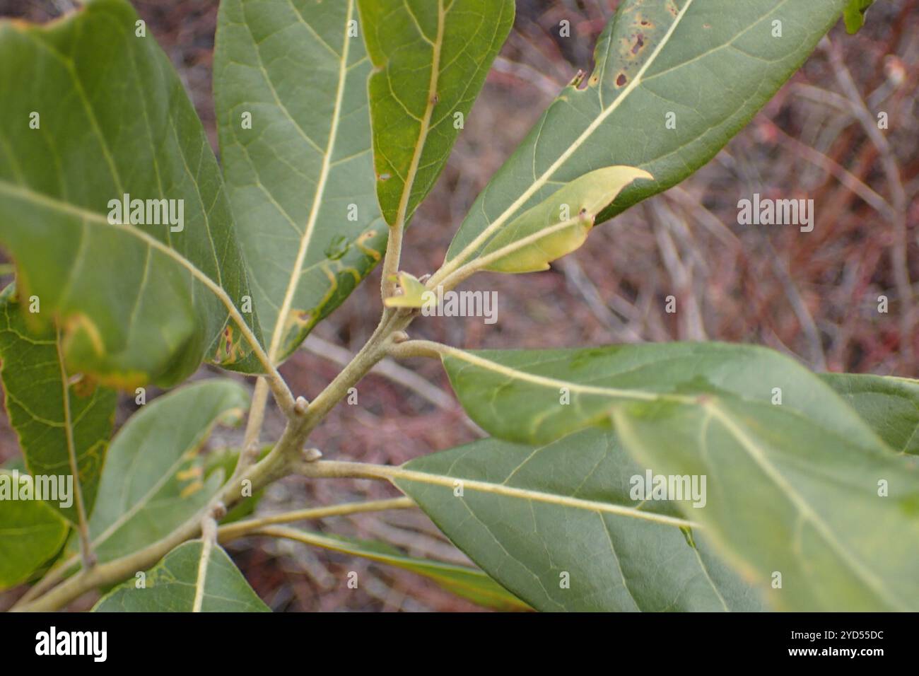 Swamp Bay (Persea palustris Stock Photo - Alamy
