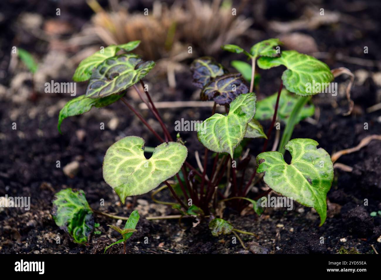 beesia calthifolia,leaves,foliage,evergreen foliage,woodland plant ...