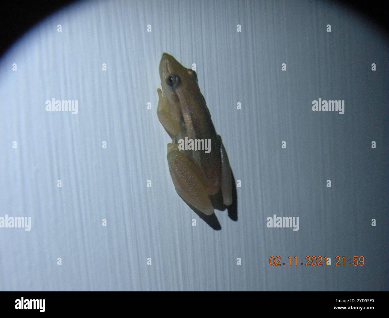 Striped Snouted Tree Frog (Scinax squalirostris Stock Photo - Alamy