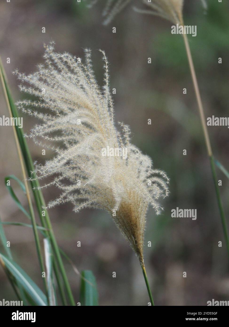 Chinese silver grass (Miscanthus sinensis Stock Photo - Alamy