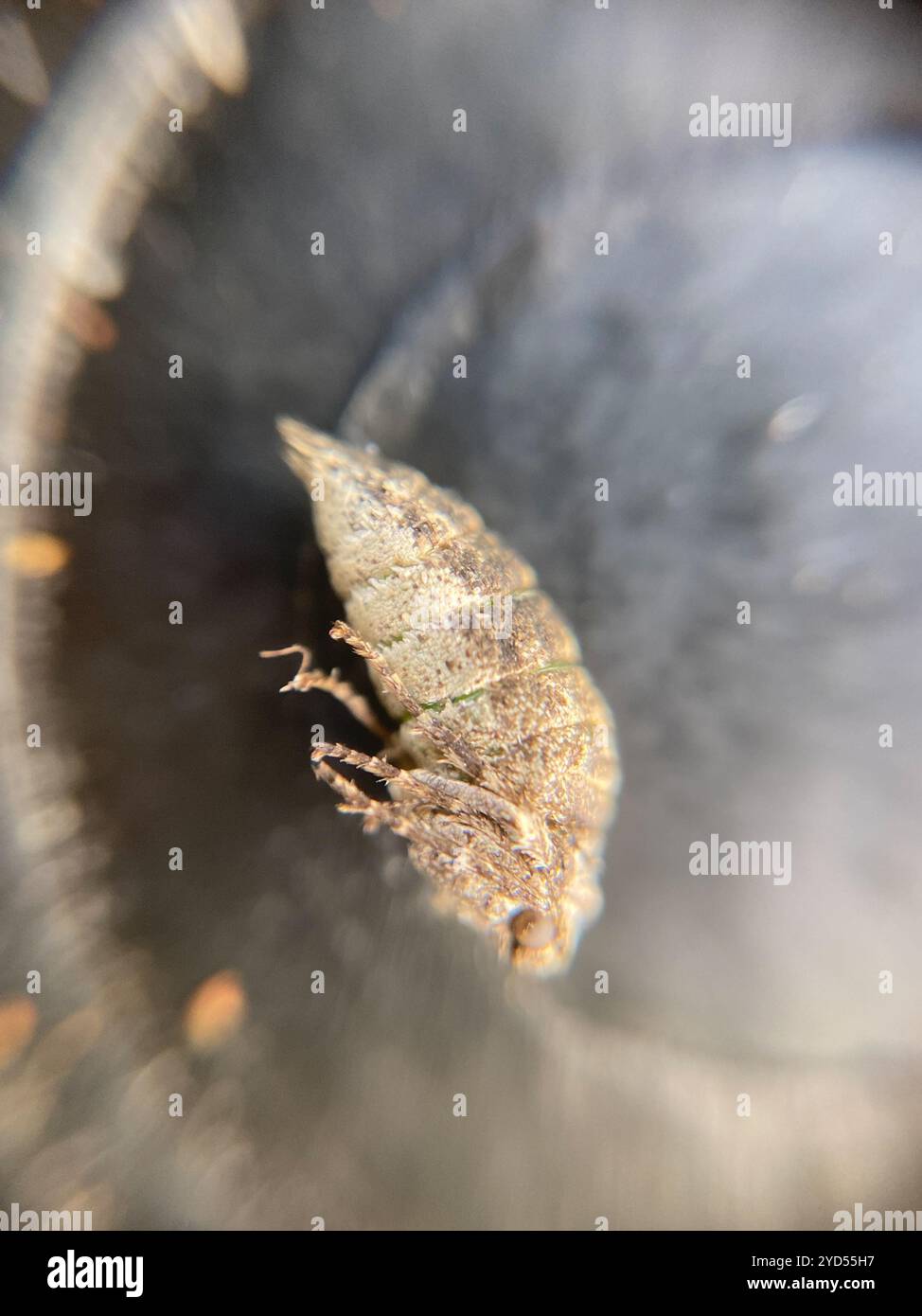 Spring Usher Moth (Agriopis leucophaearia Stock Photo - Alamy