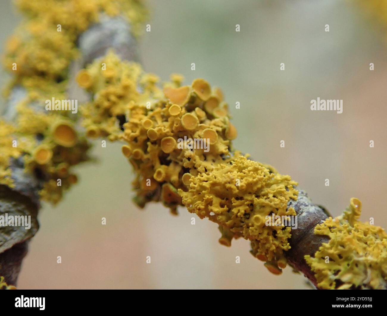 Pin-cushion Sunburst Lichen (Polycauliona polycarpa Stock Photo - Alamy