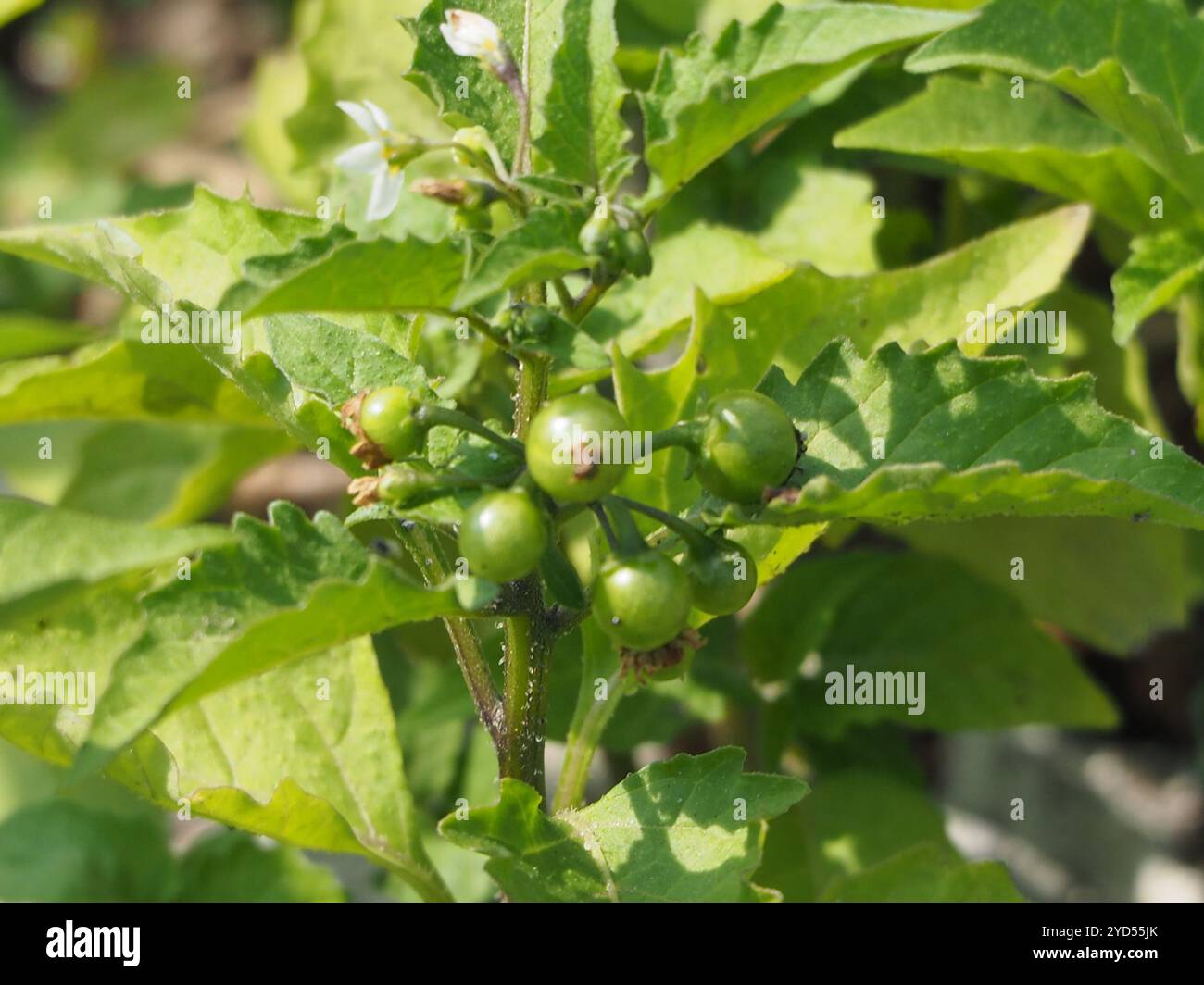 black nightshade (Solanum nigrum Stock Photo - Alamy