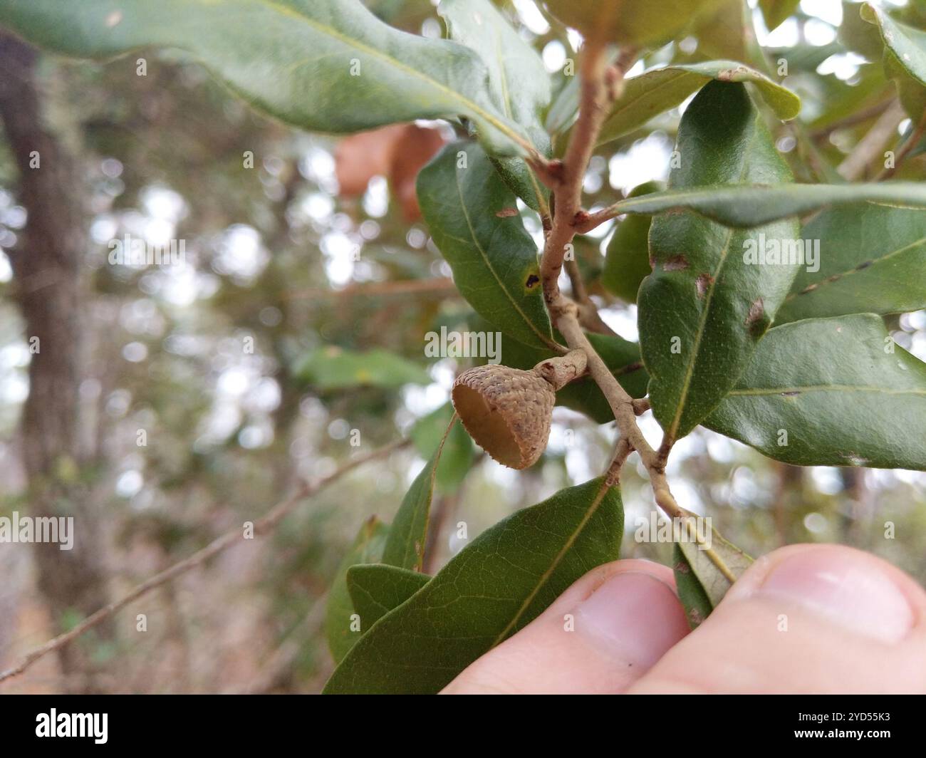 southern live oak (Quercus virginiana Stock Photo - Alamy