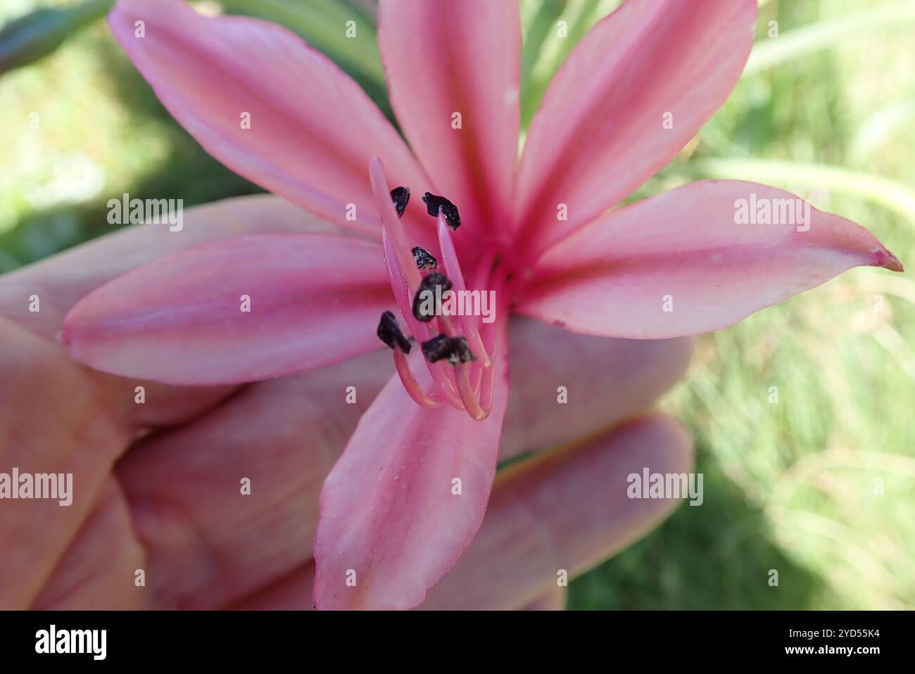Giant Candelabra (Brunsvigia grandiflora Stock Photo - Alamy