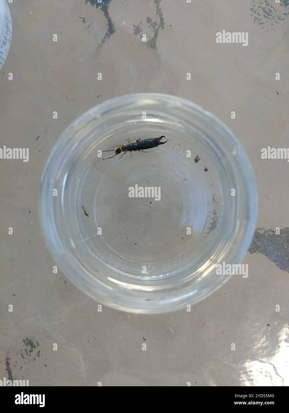 Ring-legged Earwig (Euborellia annulipes Stock Photo - Alamy