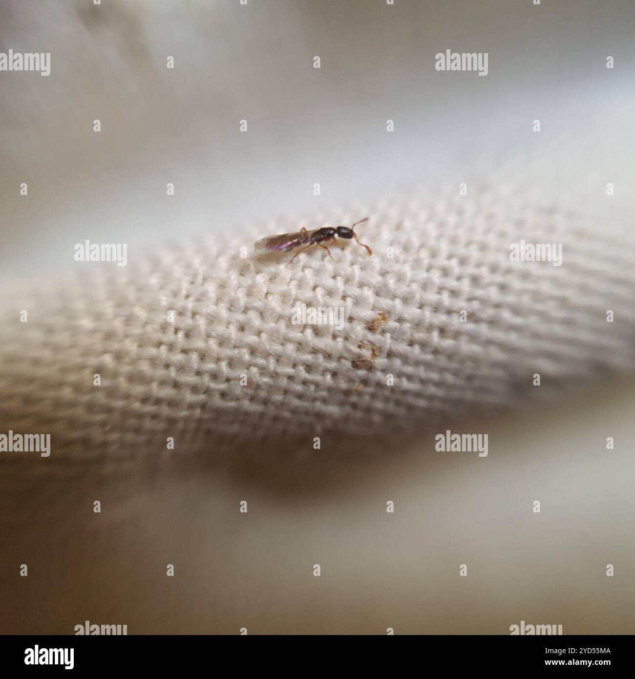 Ponerine Ants (Ponerinae Stock Photo - Alamy