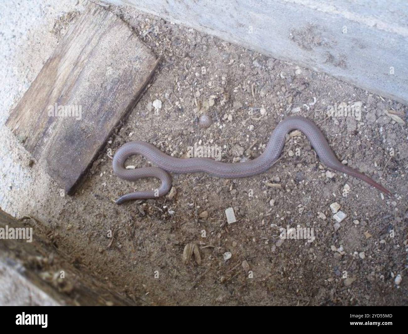 Sharp-tailed Snake (Contia tenuis Stock Photo - Alamy