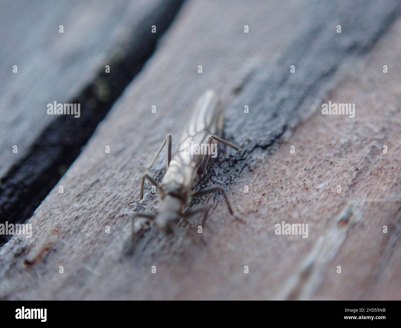 Winter Stoneflies (Taeniopterygidae Stock Photo - Alamy