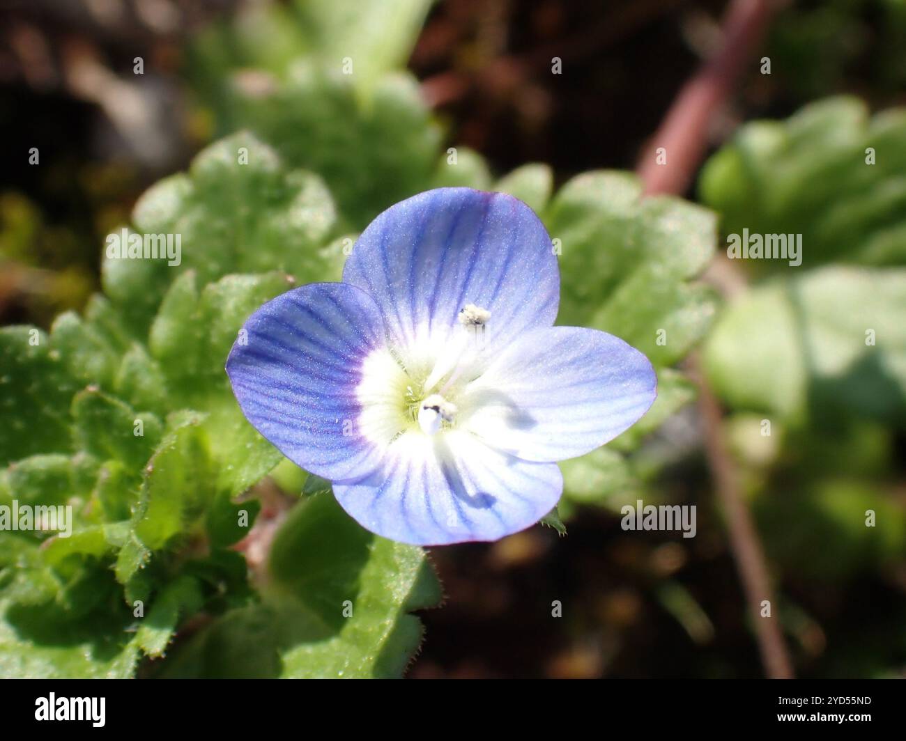 bird's-eye speedwell (Veronica persica Stock Photo - Alamy