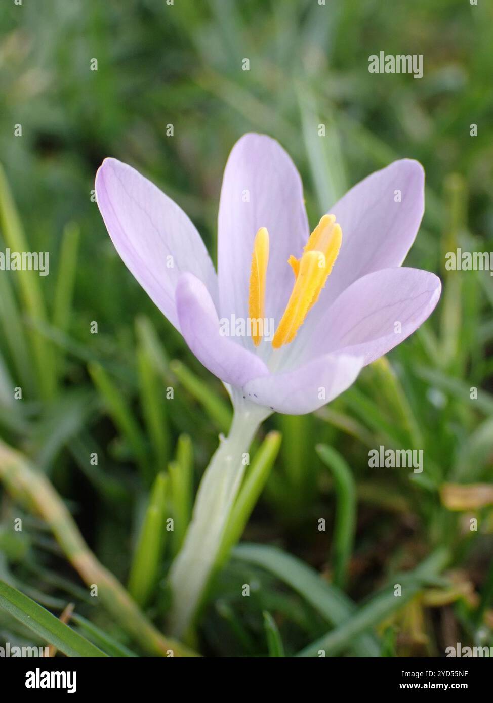 Woodland crocus (Crocus tommasinianus Stock Photo - Alamy