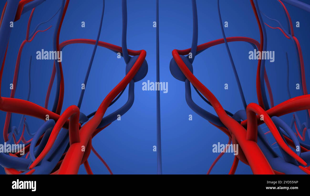 The cardiovascular system in humans Stock Photo - Alamy