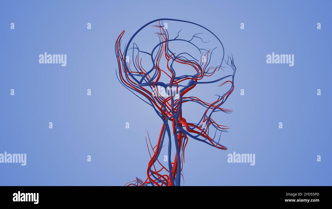 Medical animation of the circulatory system in human head Stock Photo ...