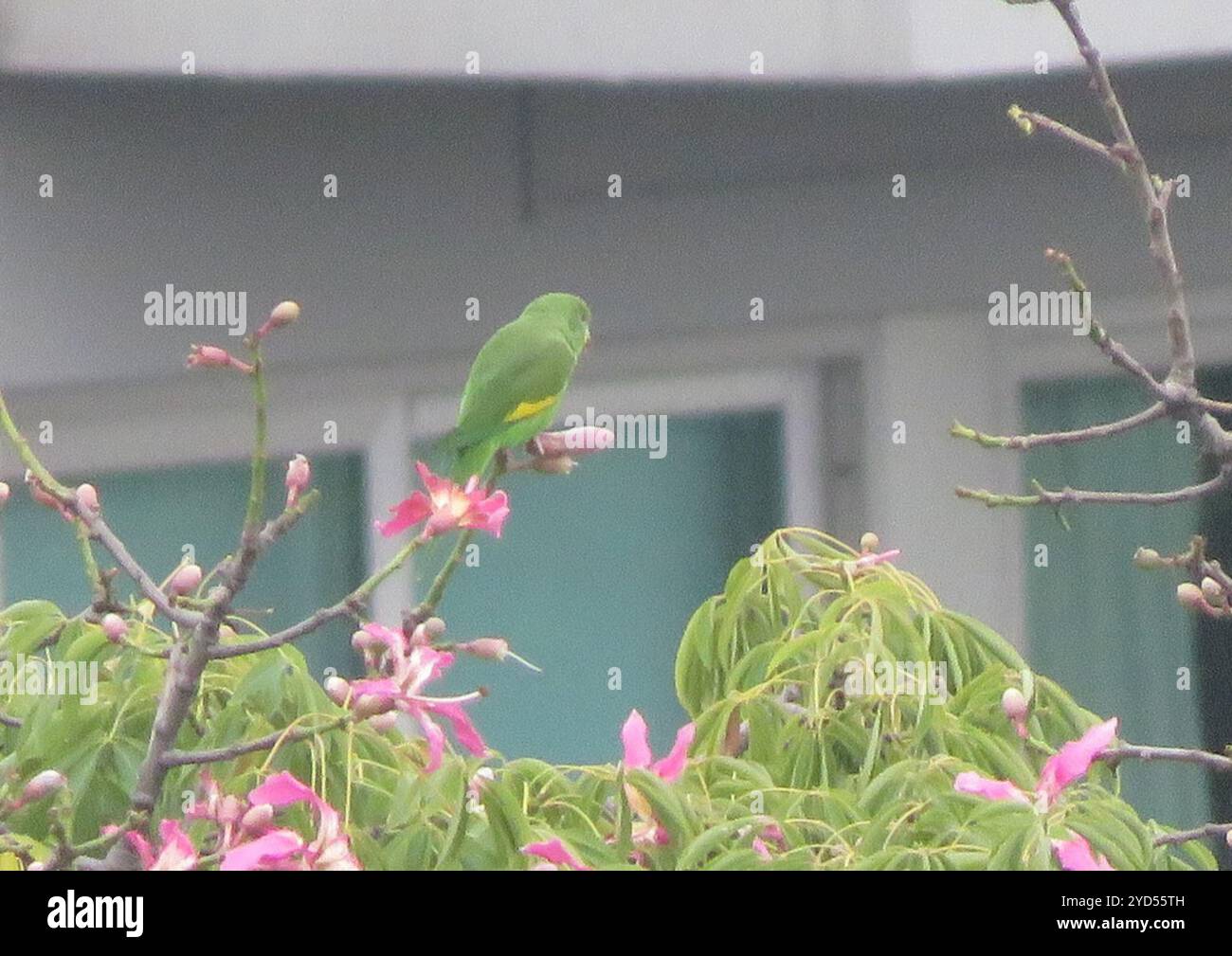 Yellow-chevroned Parakeet (Brotogeris chiriri Stock Photo - Alamy