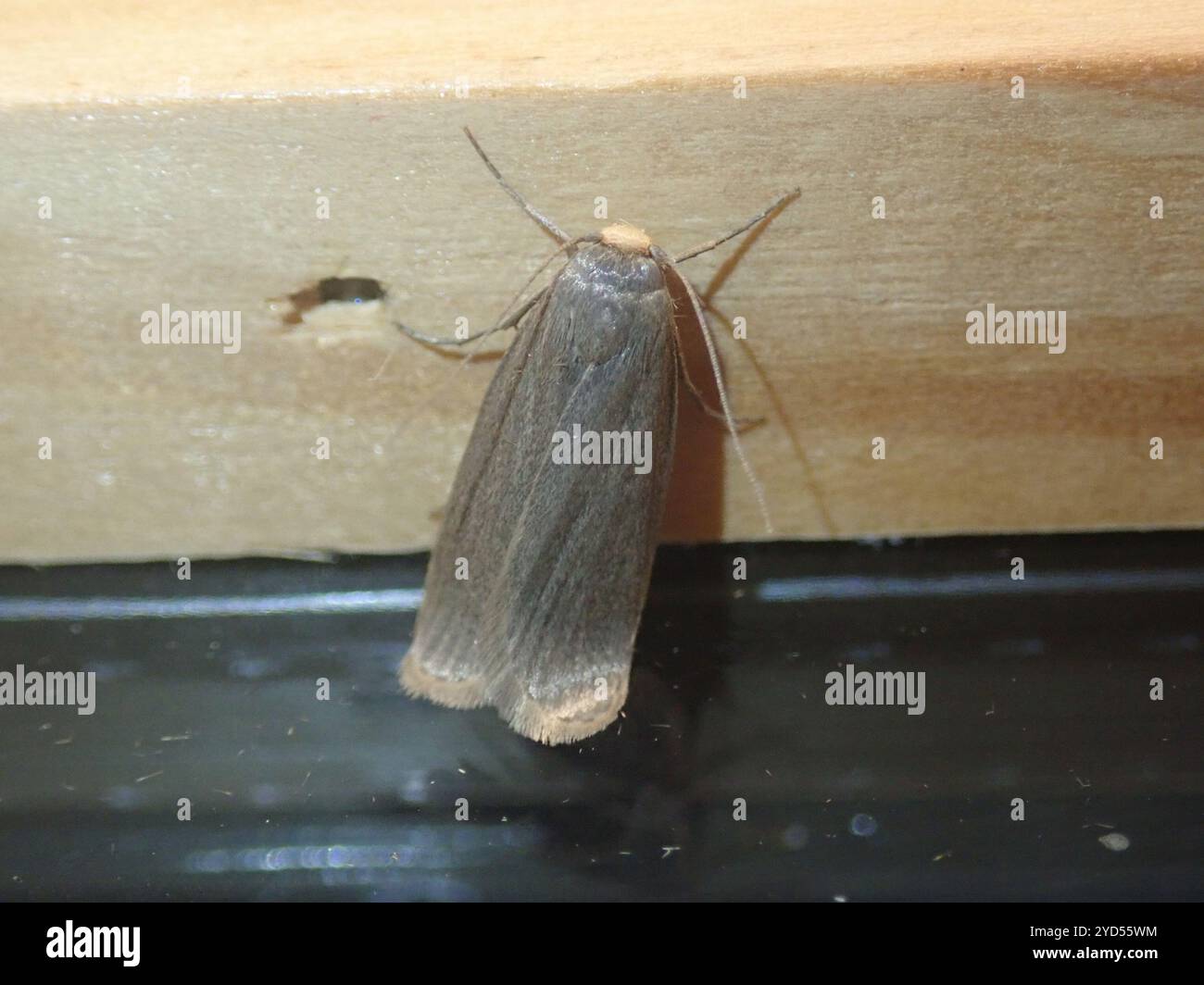 Lesser Wax Moth (Achroia grisella Stock Photo - Alamy