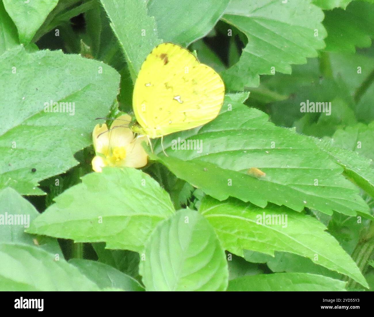 Floricola hi-res stock photography and images - Alamy