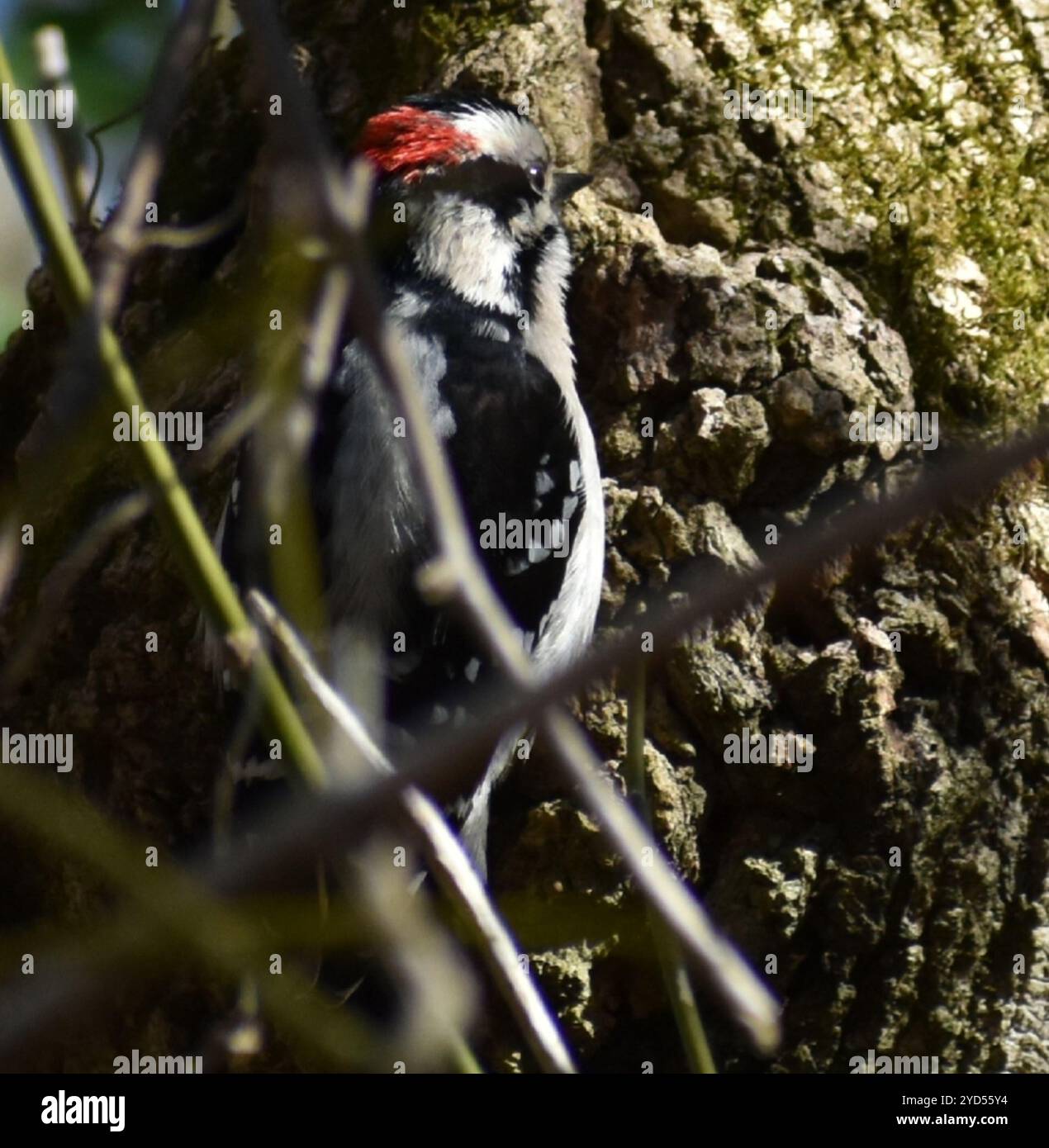 Downy Woodpecker (Dryobates pubescens Stock Photo - Alamy