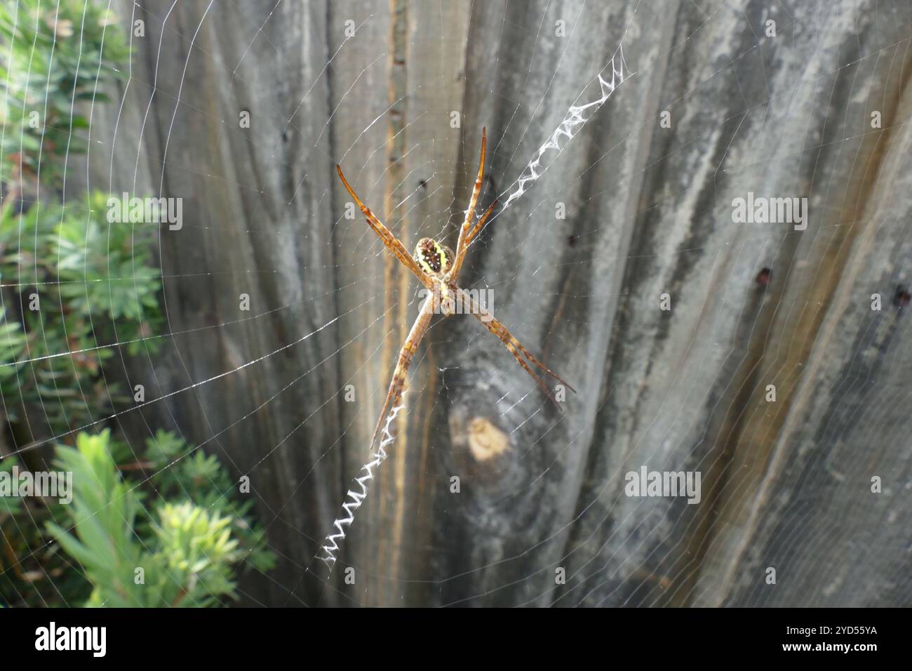 Saint Andrew's Cross Spider (Argiope keyserlingi Stock Photo - Alamy