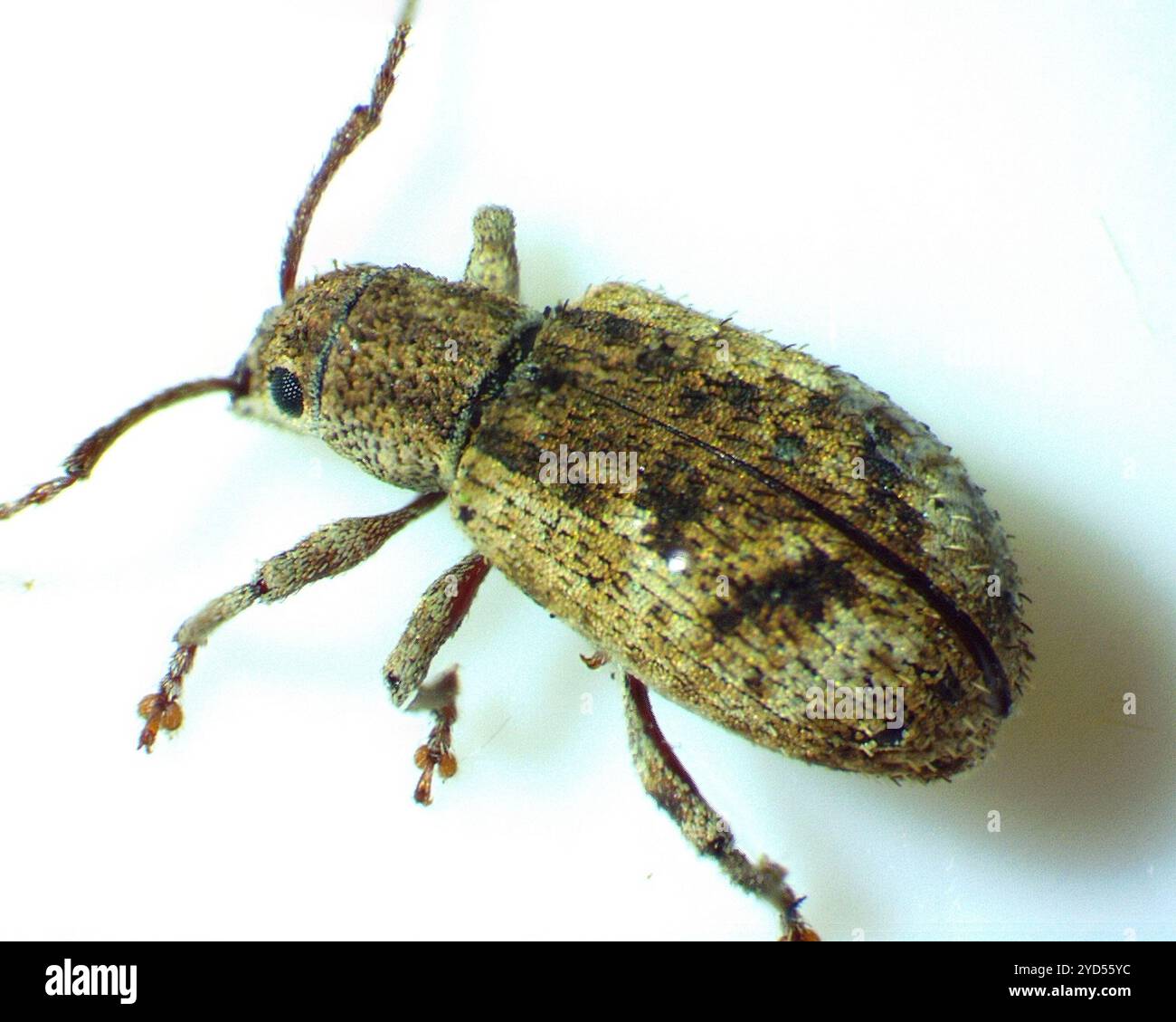 Peach Root Weevil (Pseudoedophrys hilleri Stock Photo - Alamy