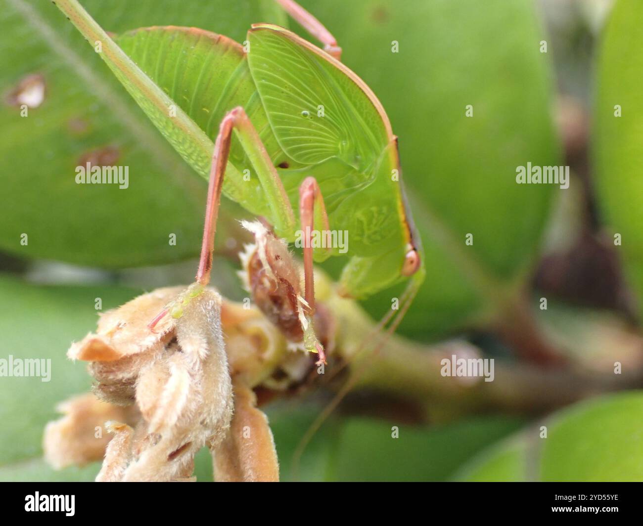 Australian Common Garden Katydid (Caedicia simplex Stock Photo - Alamy
