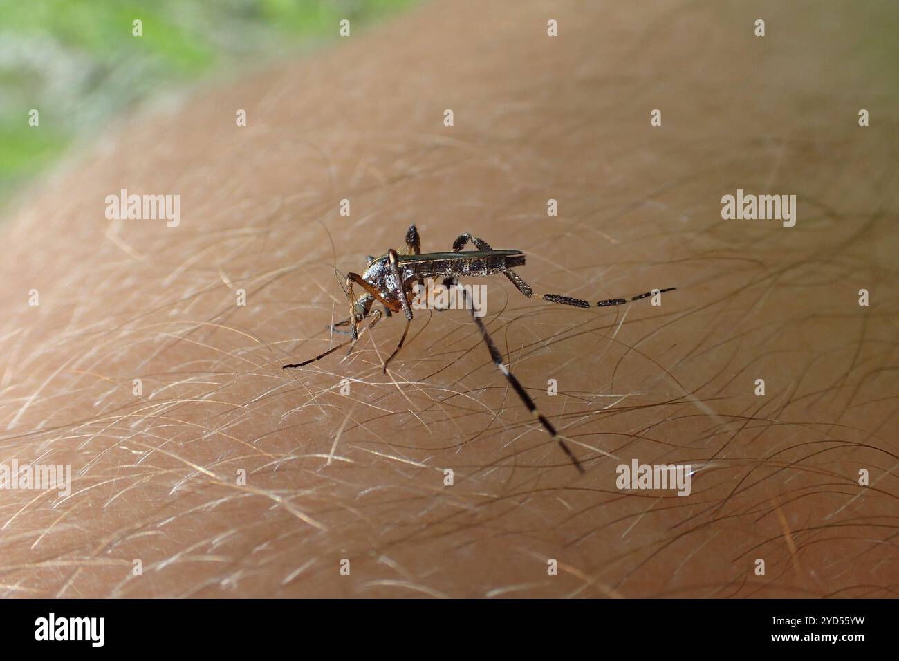 Gallinipper (Psorophora ciliata Stock Photo - Alamy
