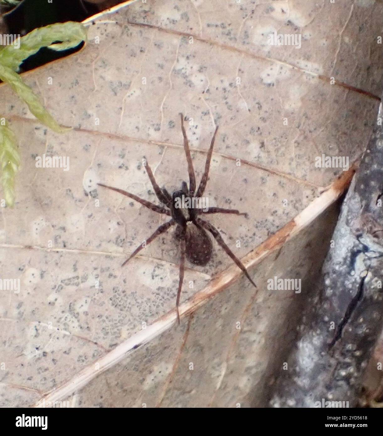 Thin-legged Wolf Spiders (Pardosa Stock Photo - Alamy