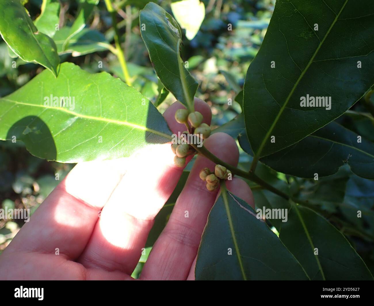Bay laurel (Laurus nobilis Stock Photo - Alamy