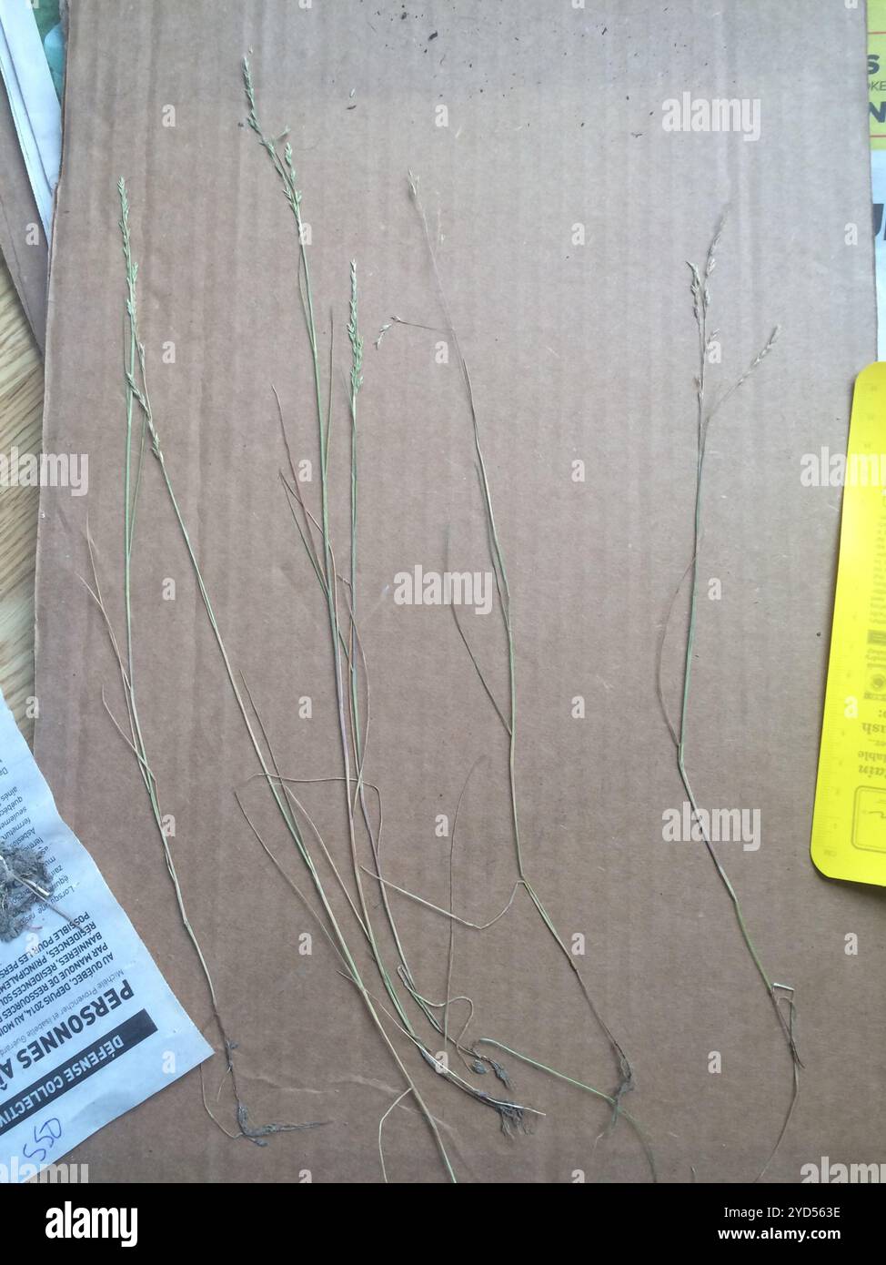 dwarf alkali grass (Puccinellia pumila Stock Photo - Alamy