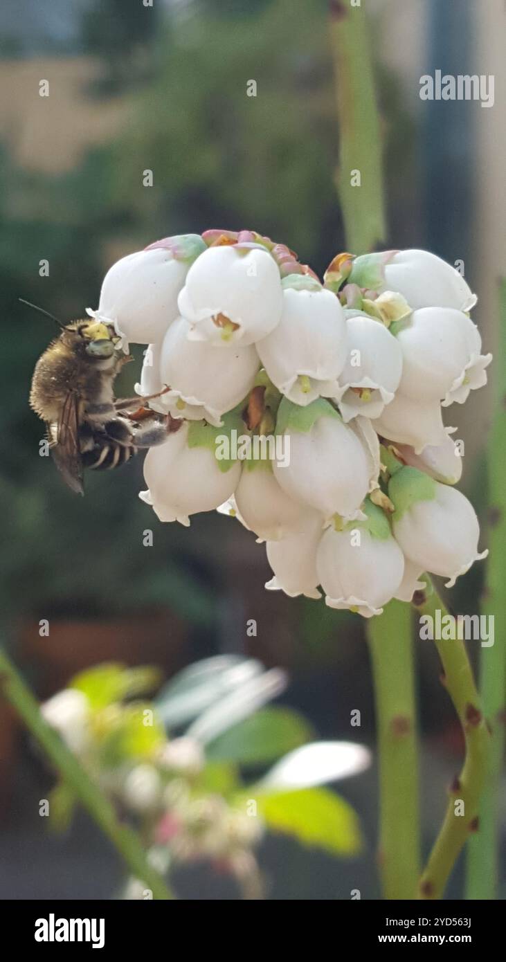 California Digger Bee (Anthophora californica Stock Photo - Alamy