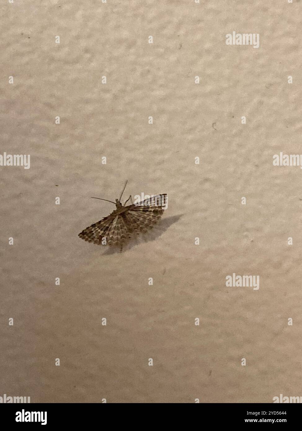 Montana Six-plume Moth (Alucita montana Stock Photo - Alamy