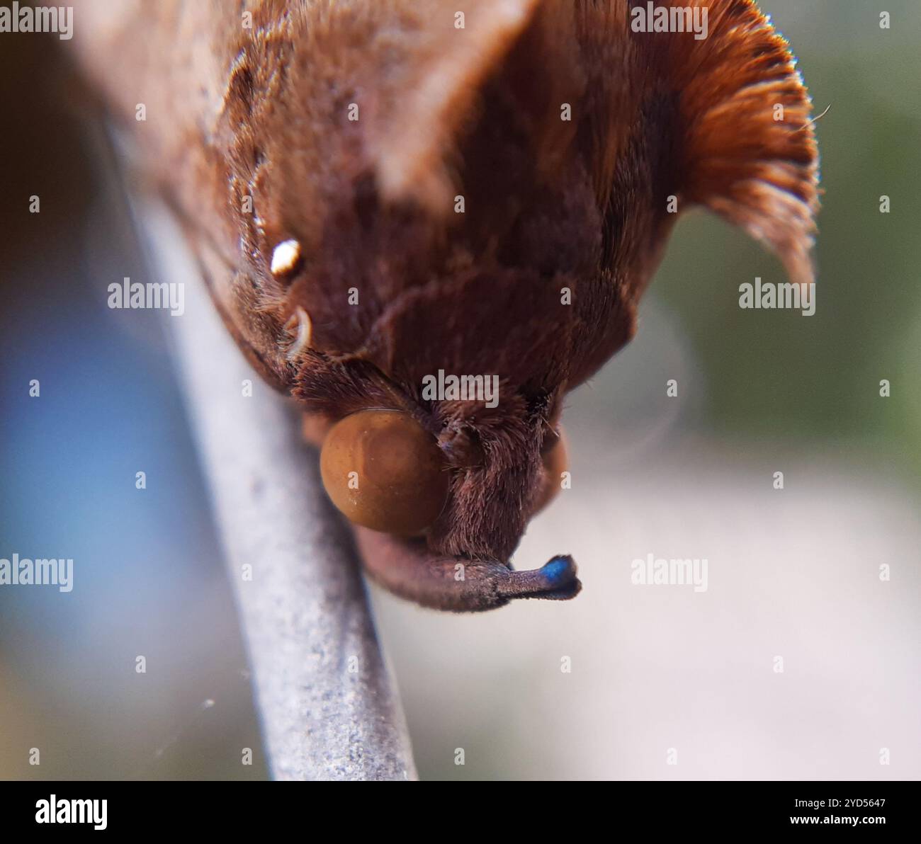Prominent Moths (Notodontidae Stock Photo - Alamy