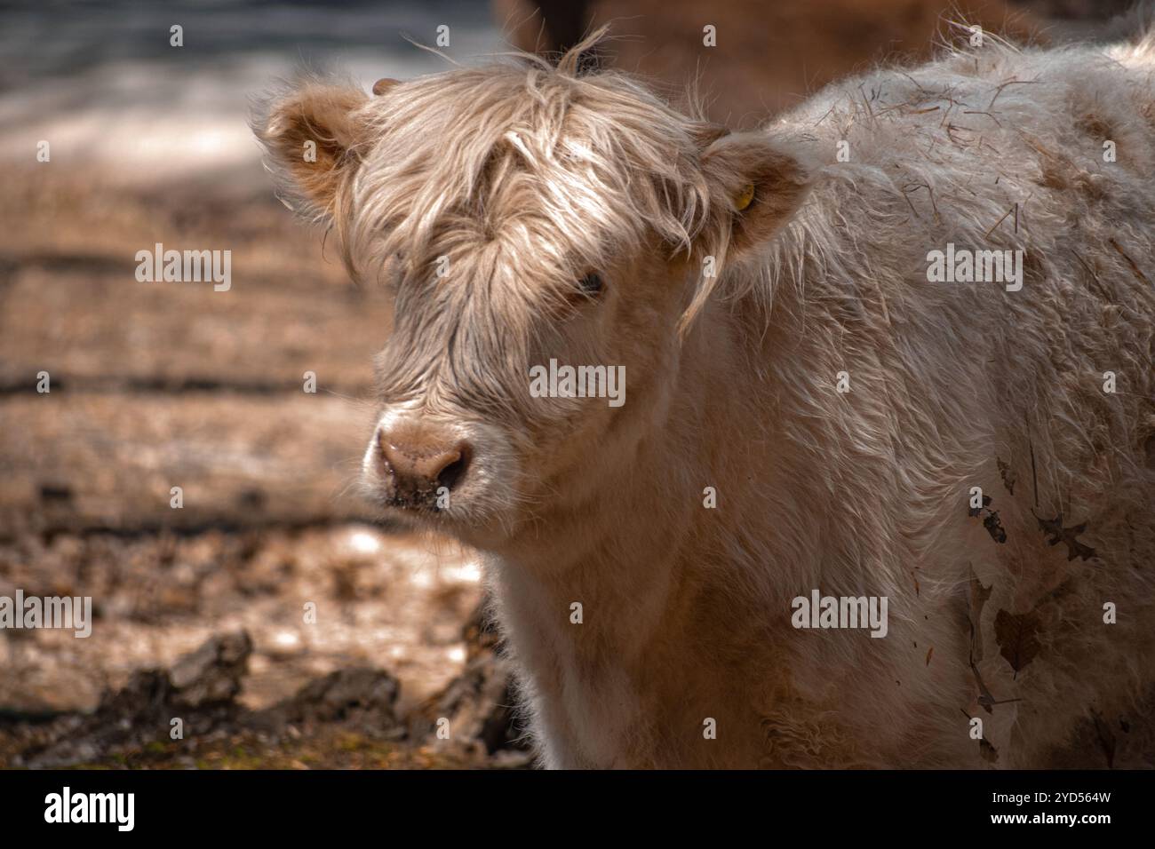Fluffy haired beige cow in a park in autumn Stock Photo - Alamy