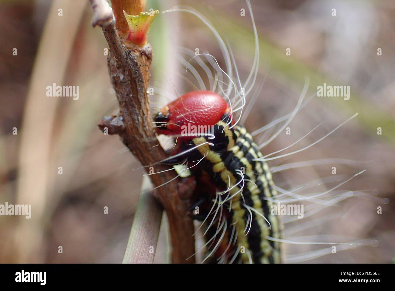 Azalea Caterpillar Moth (Datana major Stock Photo - Alamy