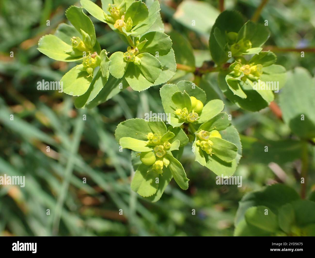 Sun spurge (Euphorbia helioscopia Stock Photo - Alamy