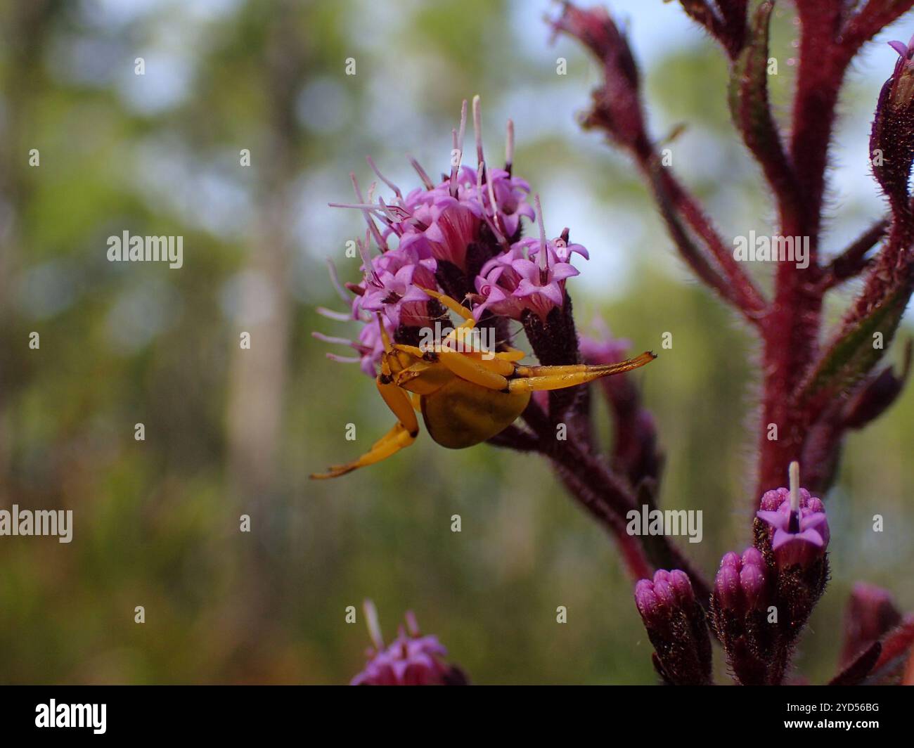 White-banded Crab Spider (Misumenoides formosipes Stock Photo - Alamy