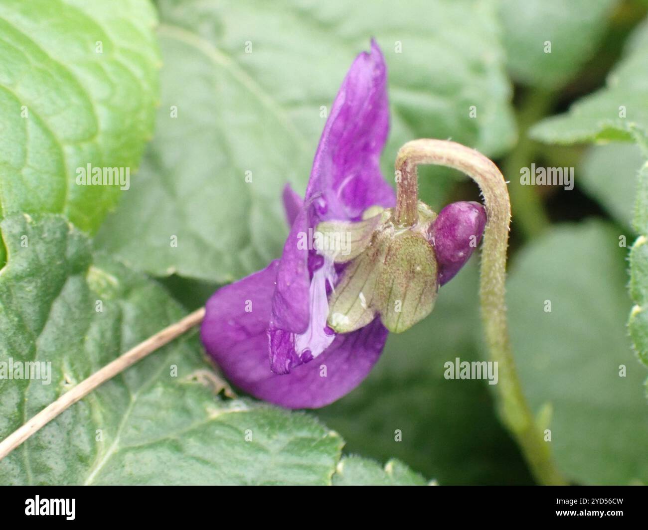 Sweet violet (Viola odorata Stock Photo - Alamy